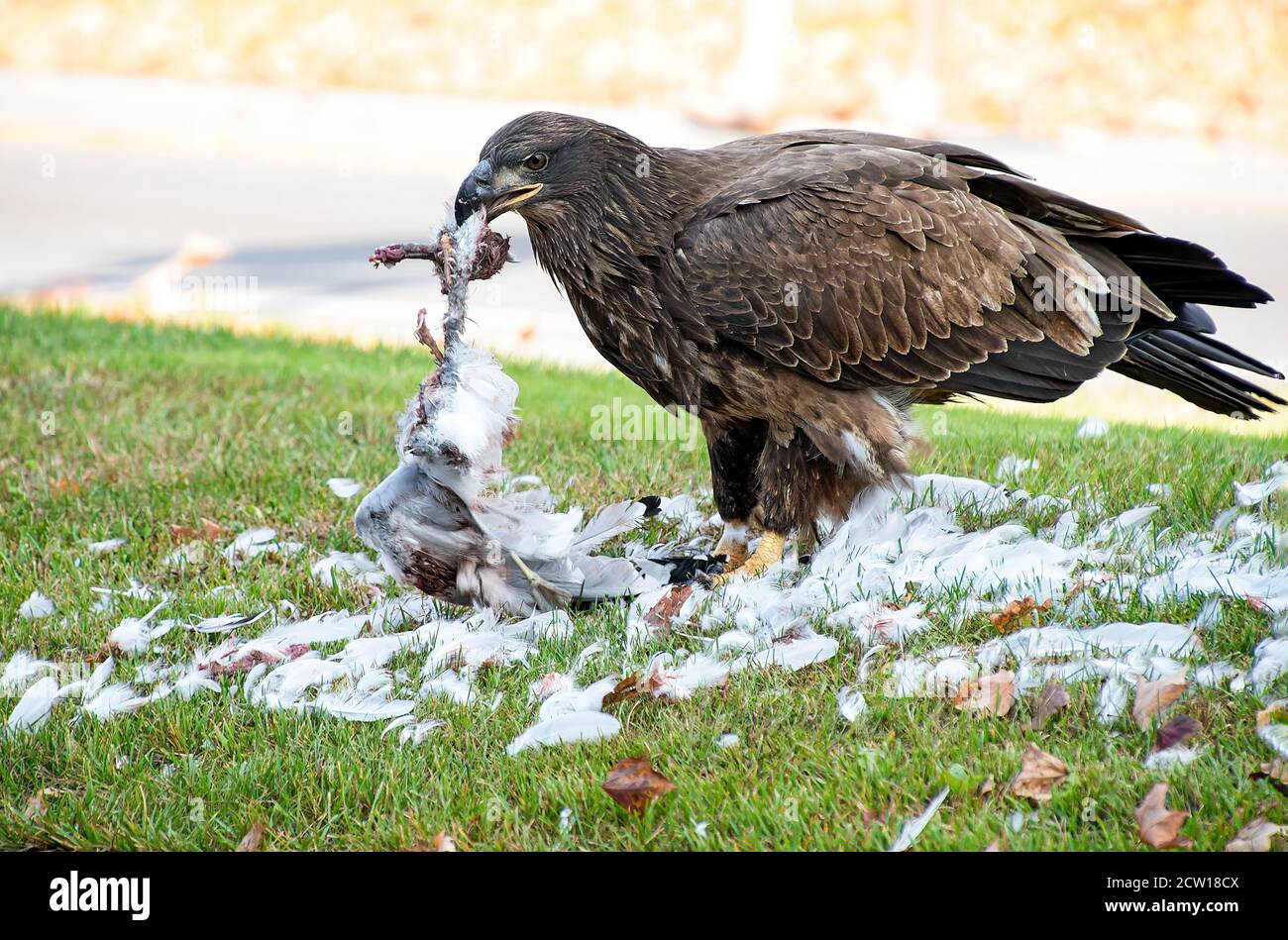 immature bald eagle eating a seagull on grass Stock Photo - Alamy