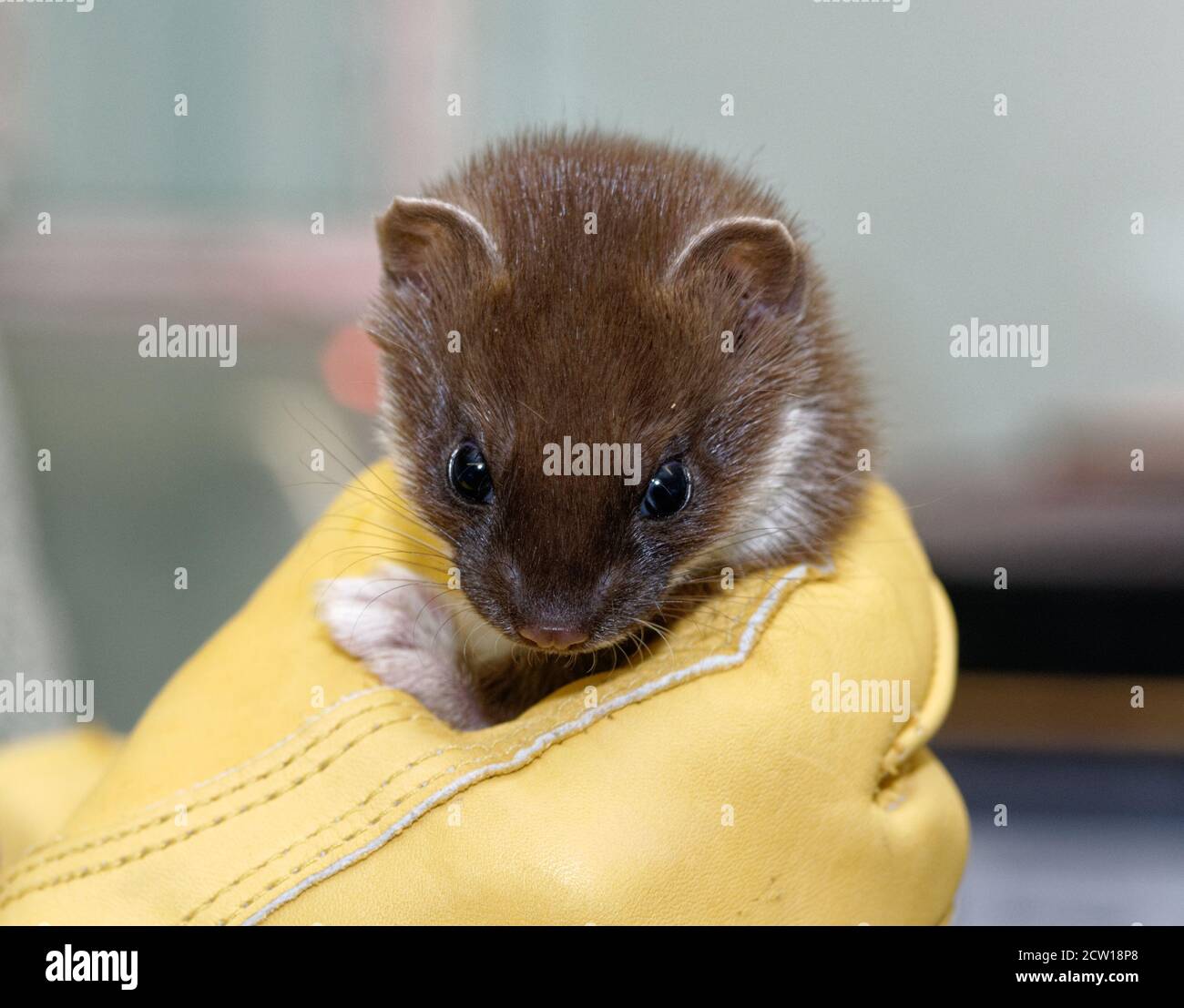 Baby Stoat Pet