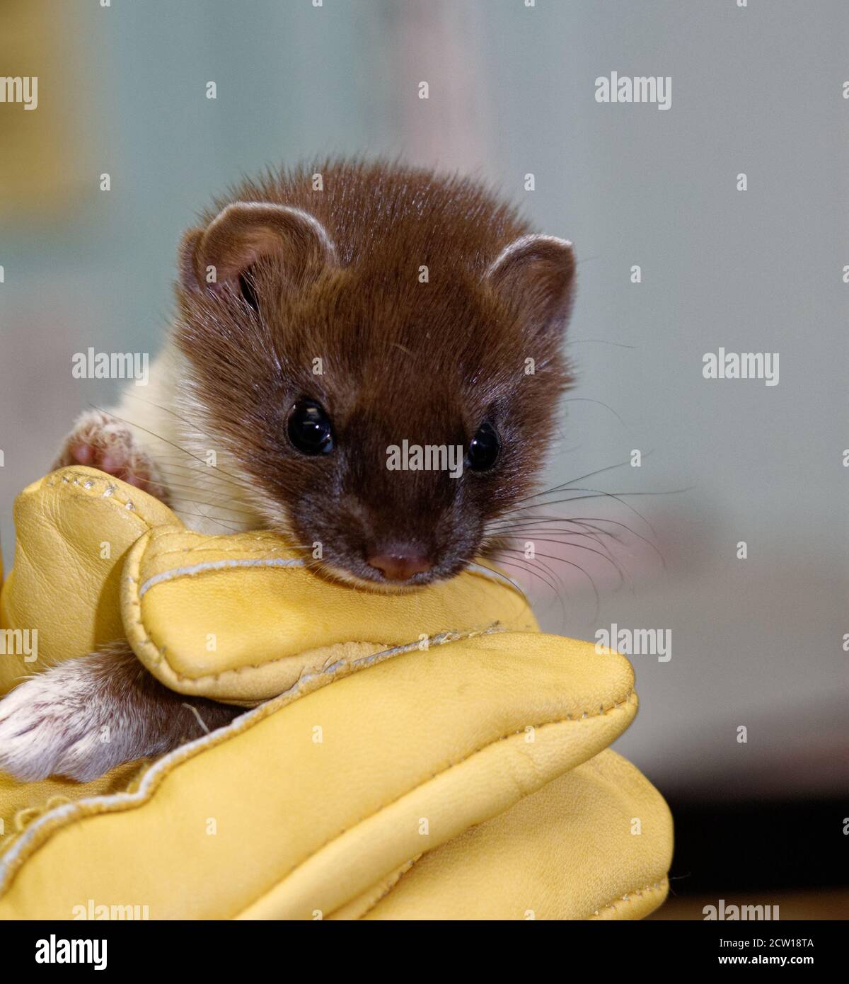 Hospital wall and gloved hand hi-res stock photography and images - Alamy