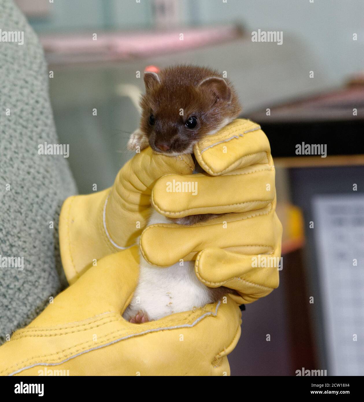 Stoat Kit Kits And Rabbits