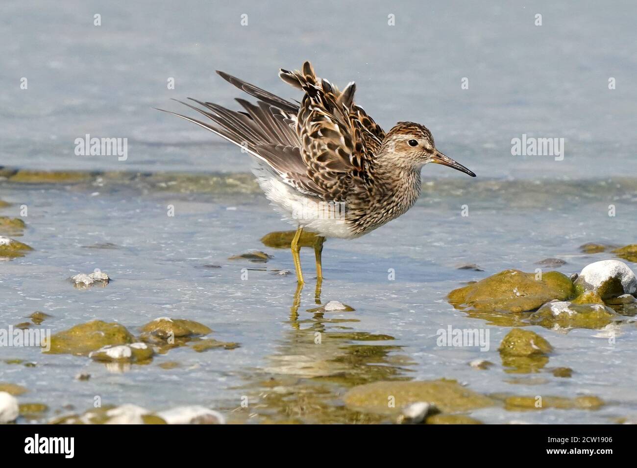 Pectoral sandpiper juvenile hi-res stock photography and images - Alamy