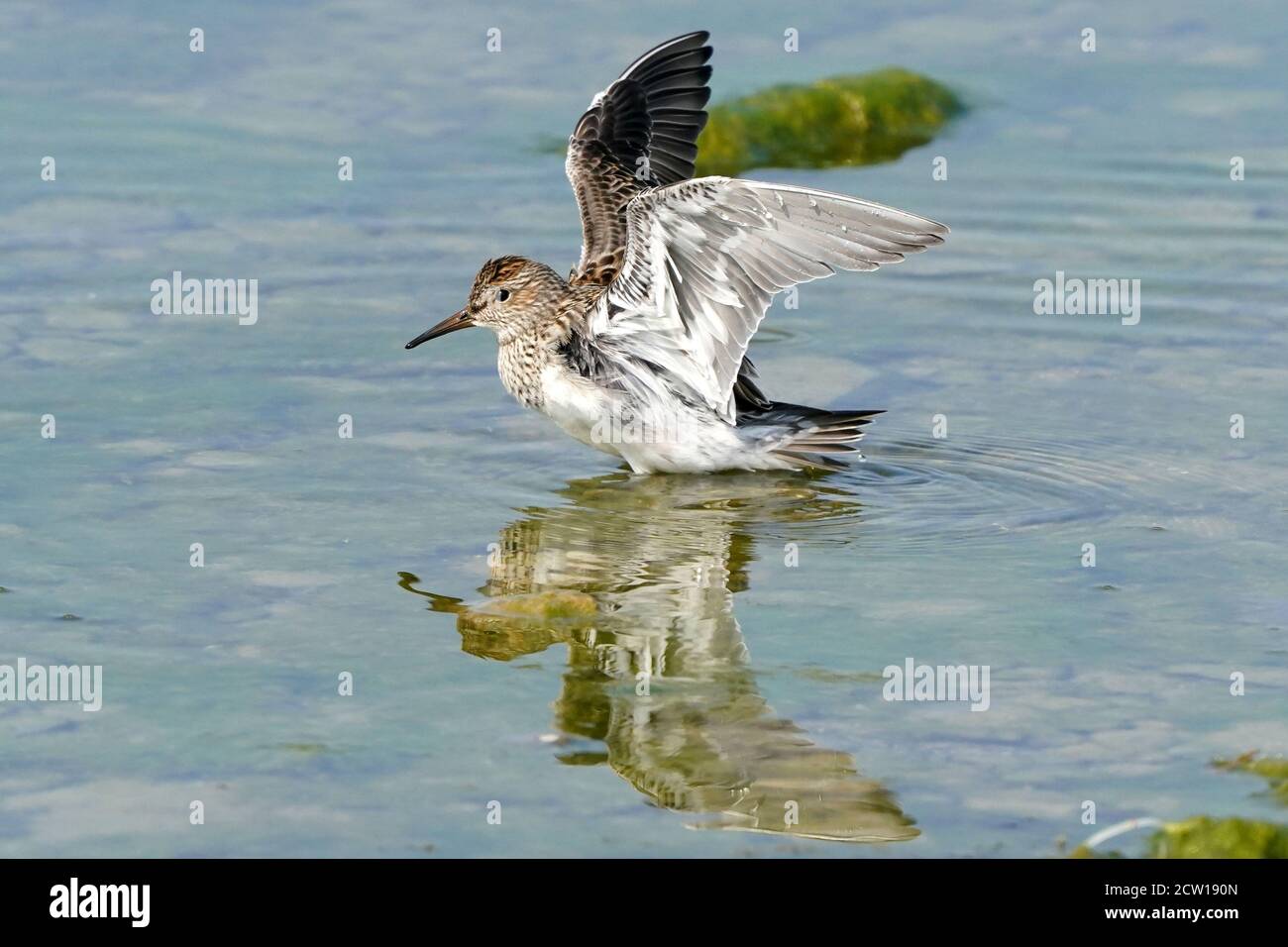 Yellow pectoral fish hi-res stock photography and images - Alamy