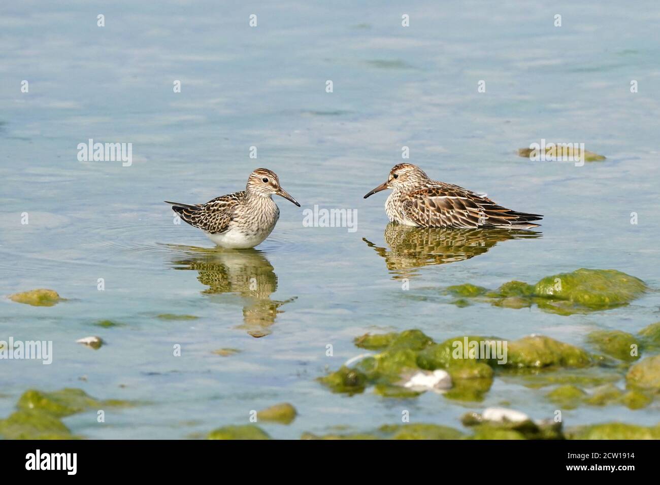 Pectoral sandpiper juvenile hi-res stock photography and images - Alamy