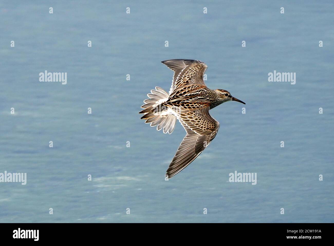 Pectoral sandpiper juvenile hi-res stock photography and images - Alamy