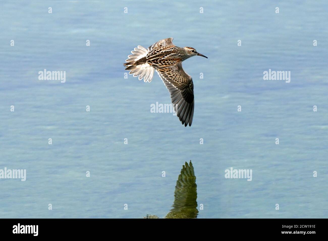 Juvenile Pectoral Sandpiper High Resolution Stock Photography and ...