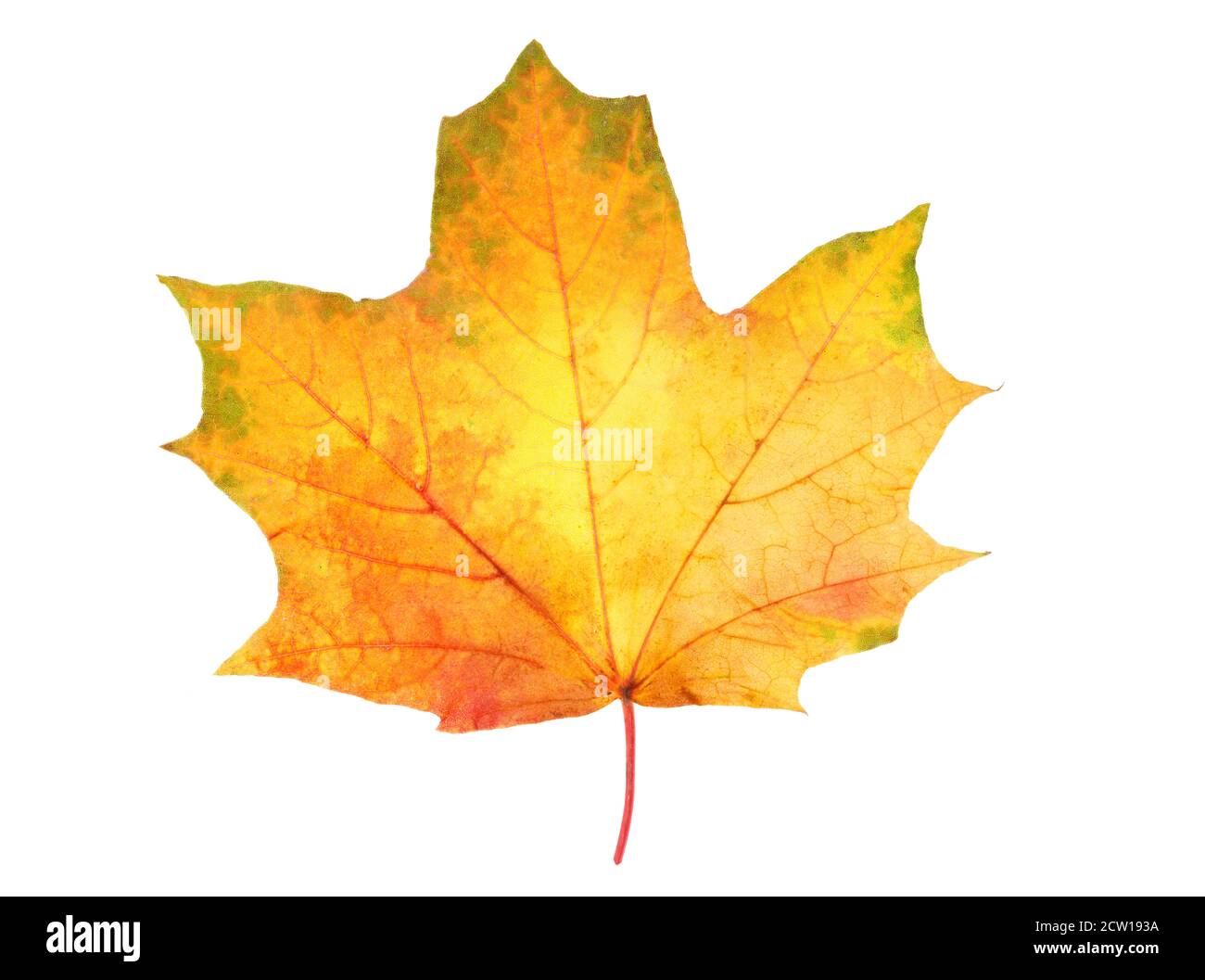 Fall autumn theme maple Cut Out Stock Images & Pictures - Alamy
