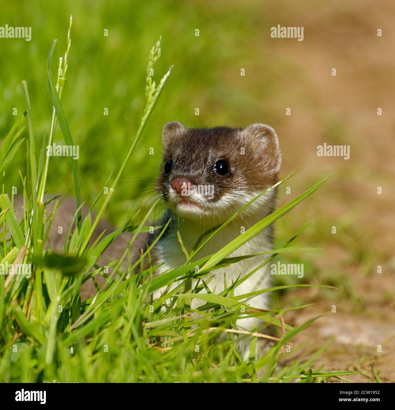 Weasel (Mustela nivalis) Juvenile in long grass looking Stock Photo - Alamy