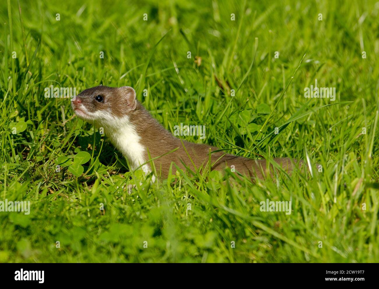 Mustela nivalis kit hi-res stock photography and images - Alamy