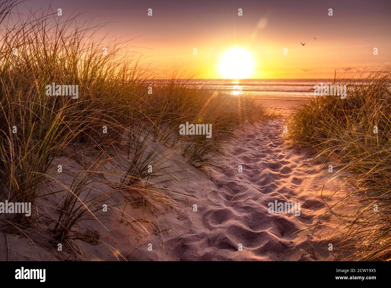 Sunrise with foot path, birds and sand dune grass, Narragansett beach ...