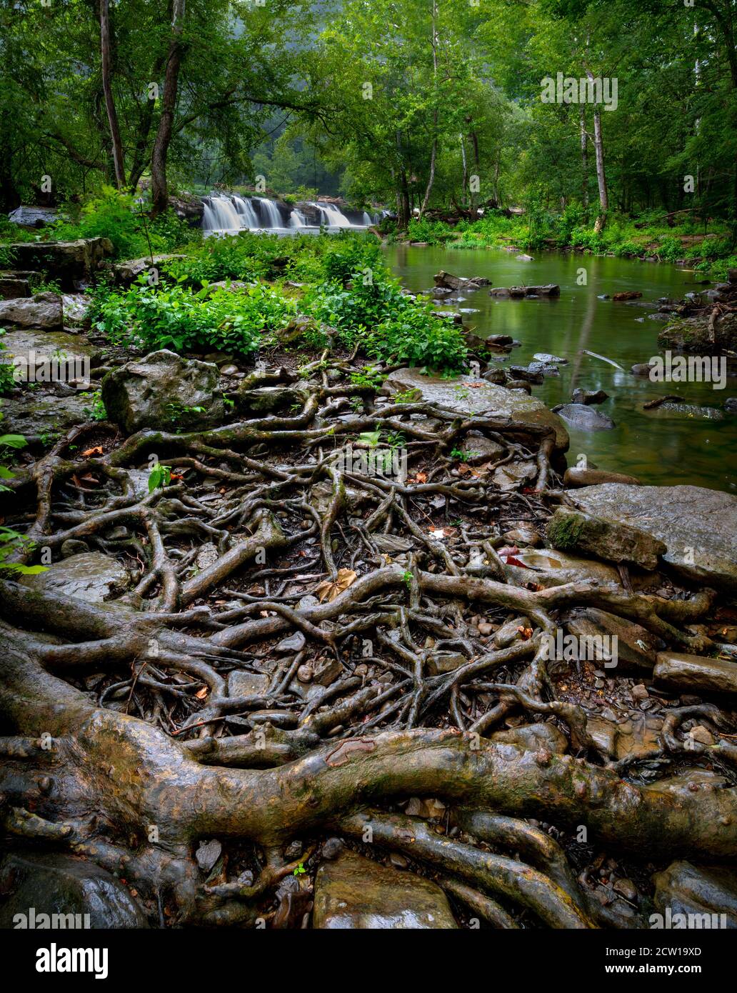 Wet tree roots at Sandstone Falls West Virginia, USA Stock Photo - Alamy