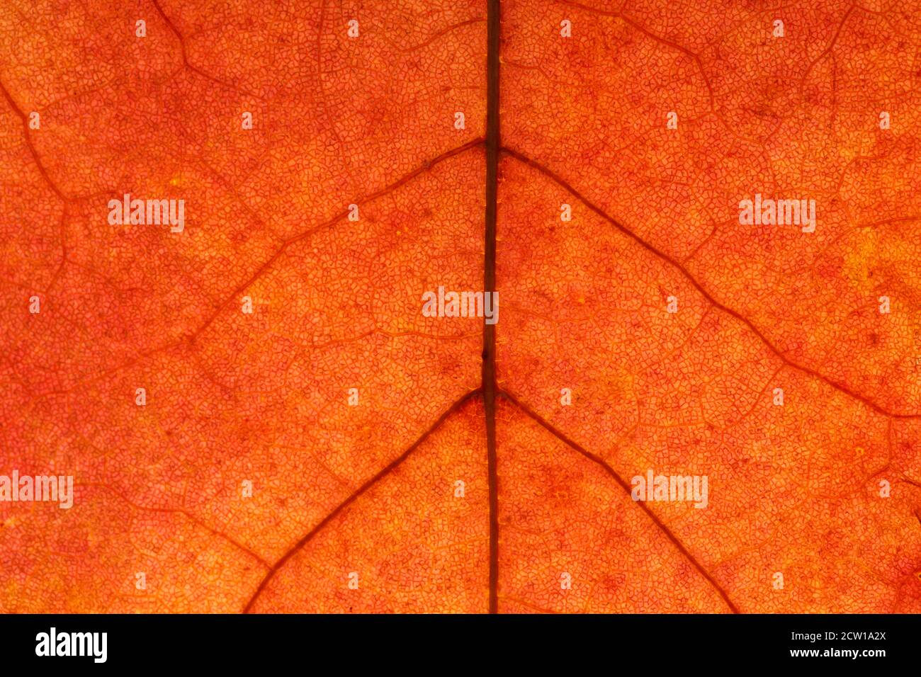 beautiful autumn leaf close up. background for designer Stock Photo - Alamy
