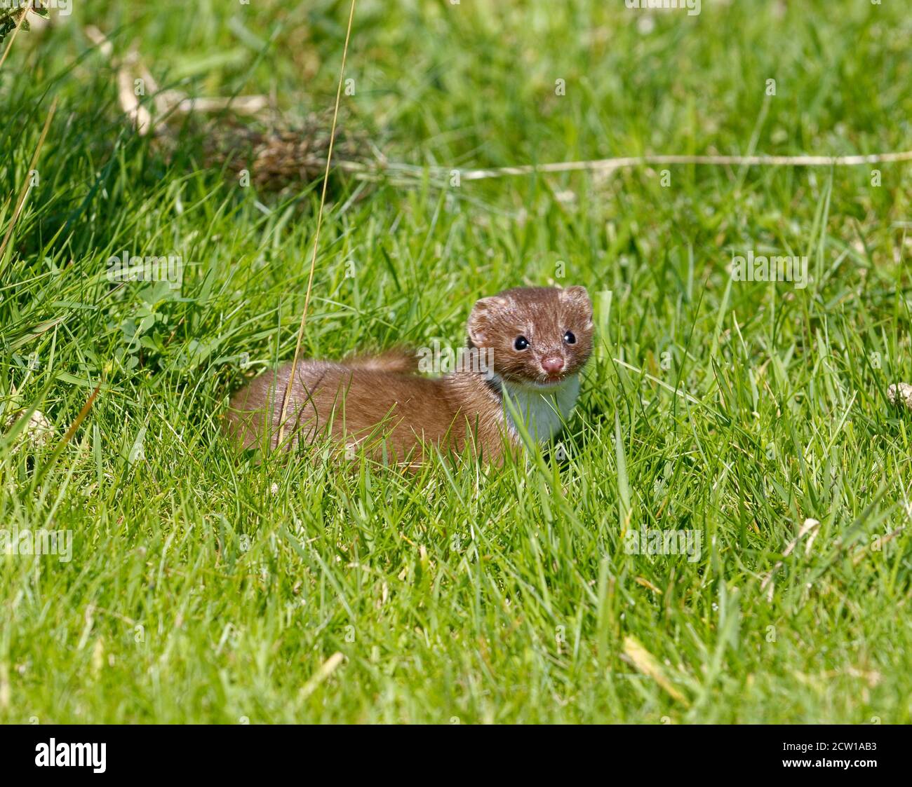 Mustela nivalis kit hi-res stock photography and images - Alamy