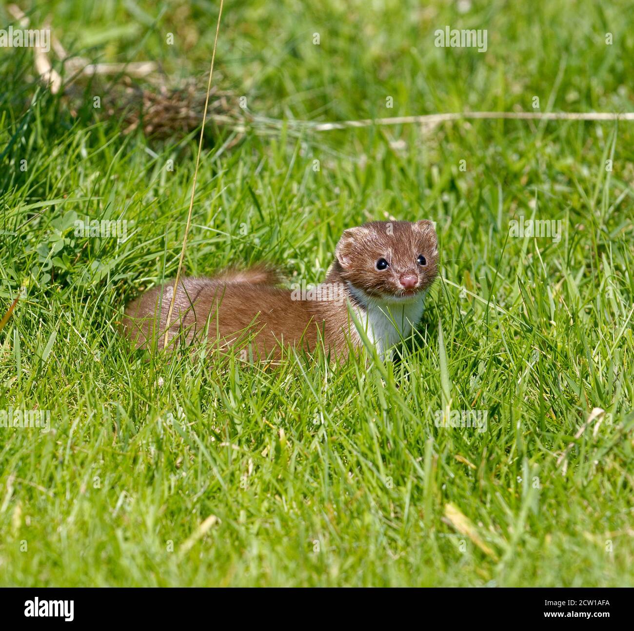 Mustela nivalis kit hi-res stock photography and images - Alamy