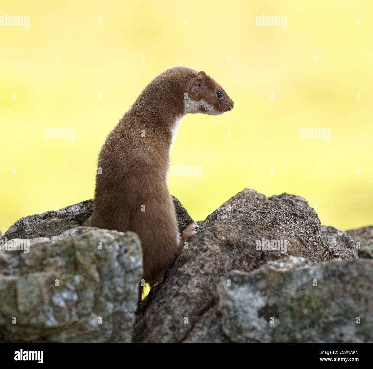 Mustela nivalis kit hi-res stock photography and images - Alamy