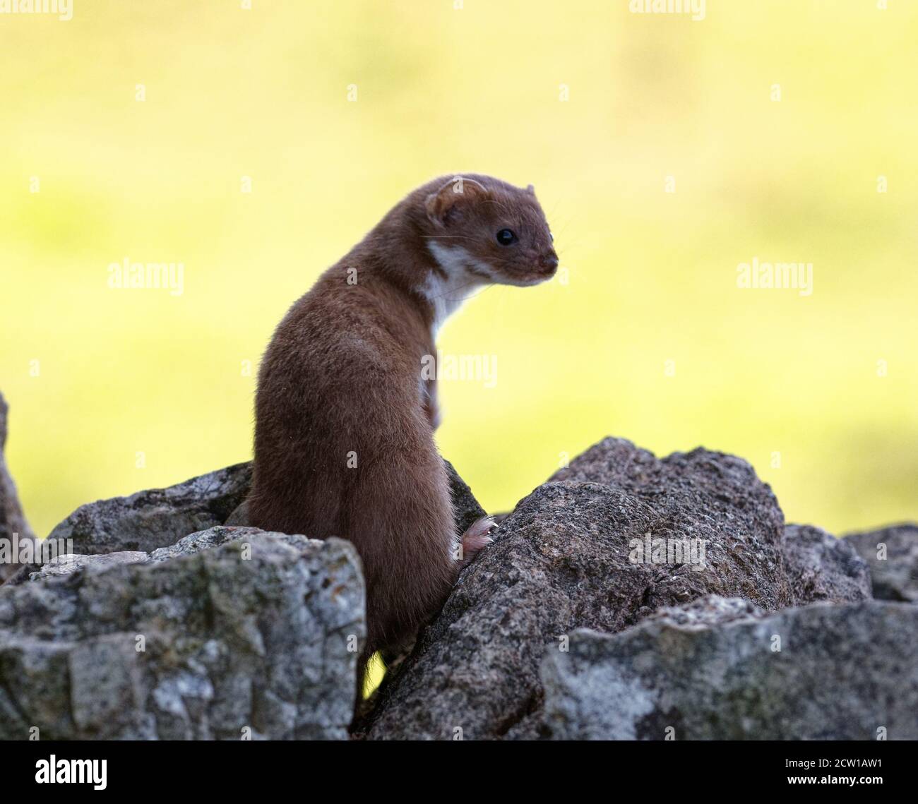 Rapid weasel hi-res stock photography and images - Alamy