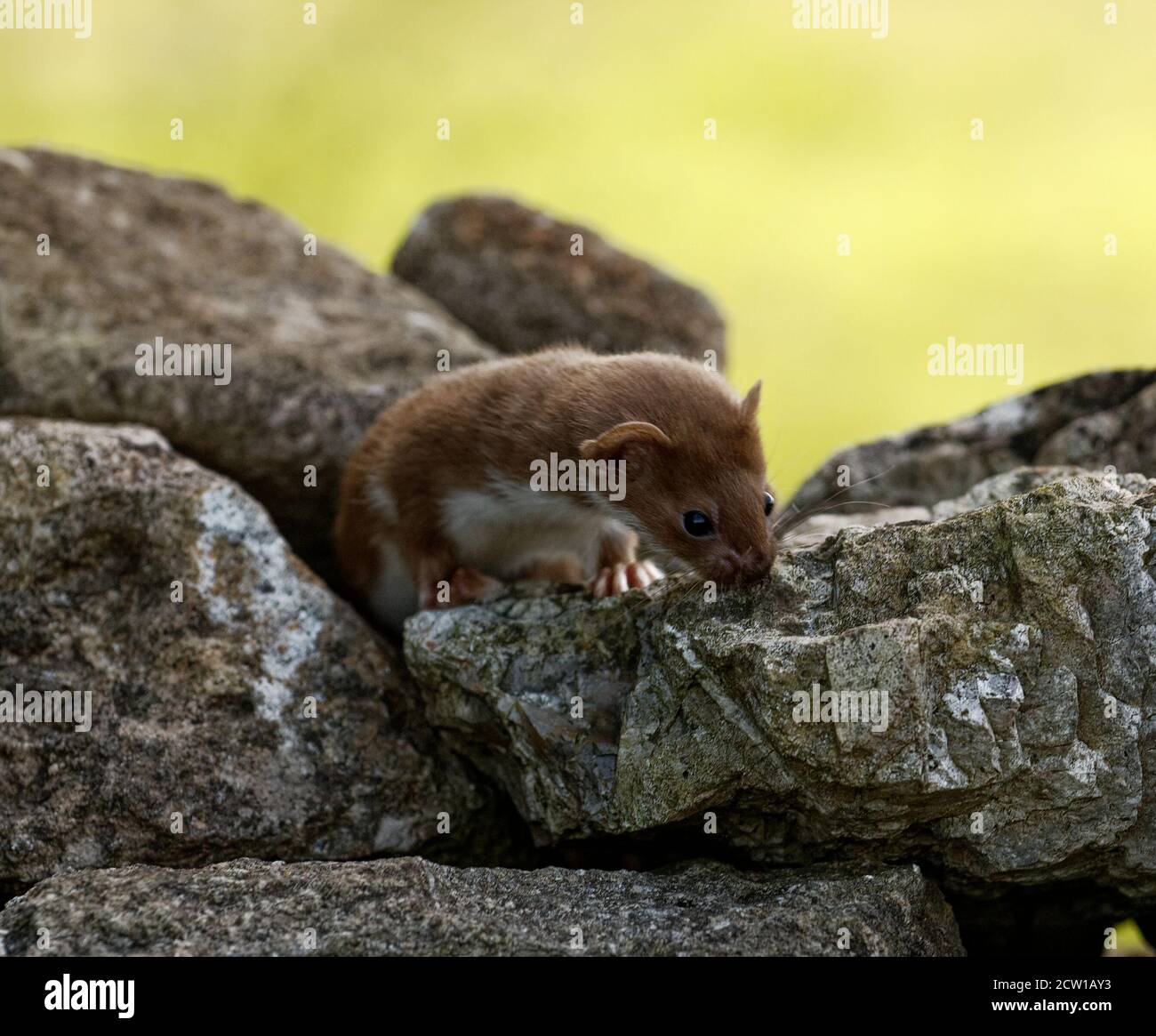 Mustela nivalis kit hi-res stock photography and images - Alamy