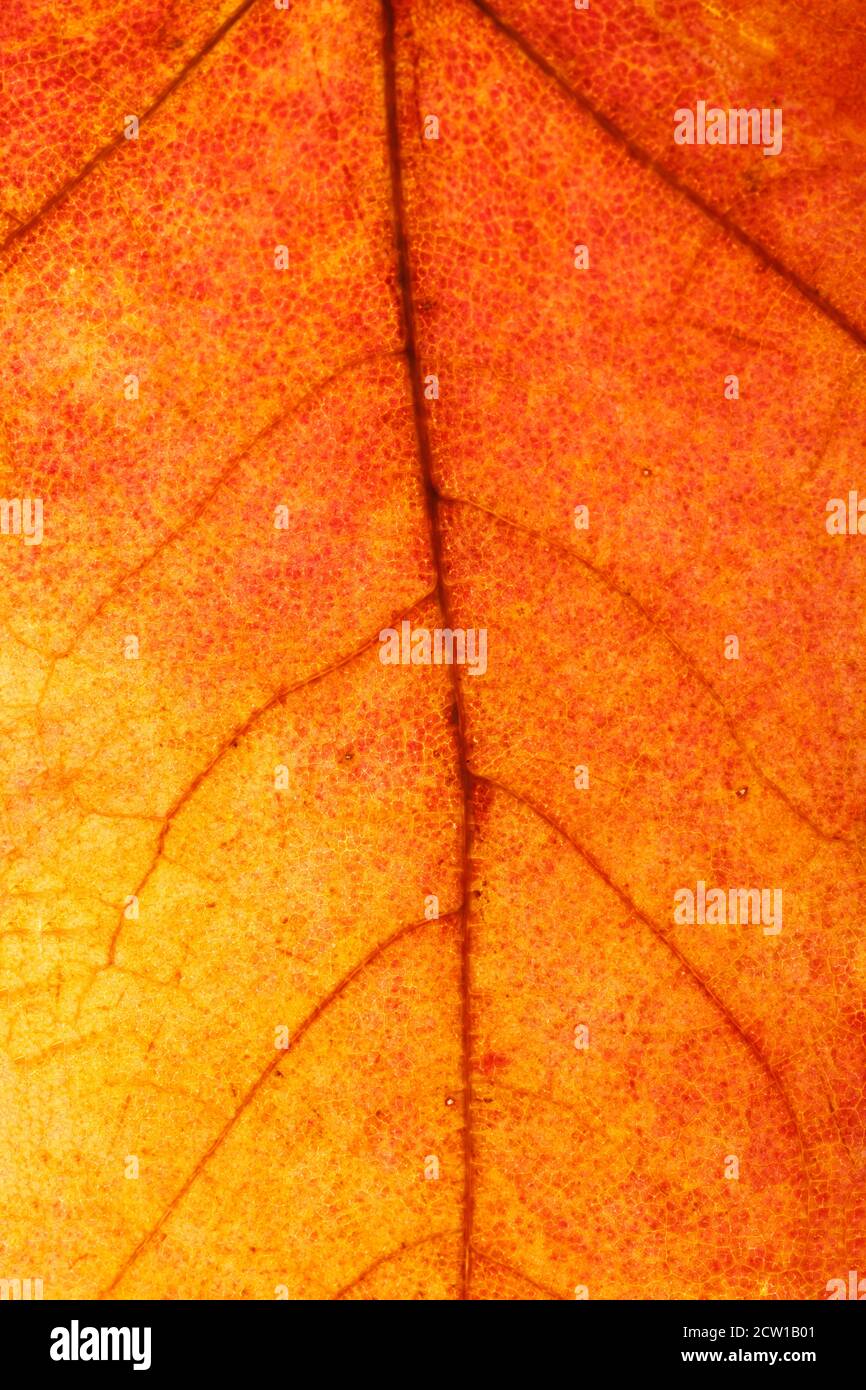 beautiful autumn leaf close up. background for designer Stock Photo - Alamy