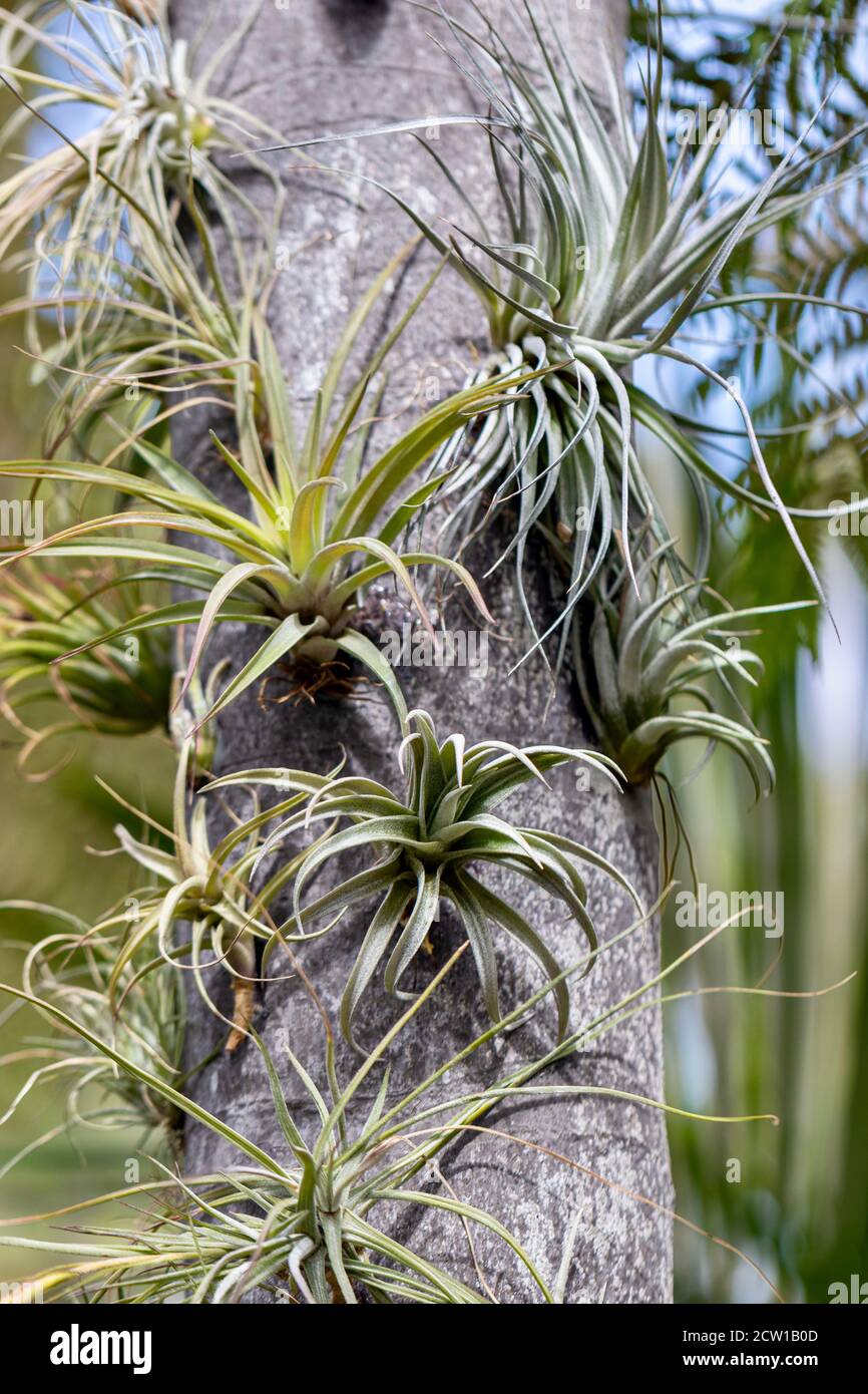 air plants on a tree close up Stock Photo - Alamy