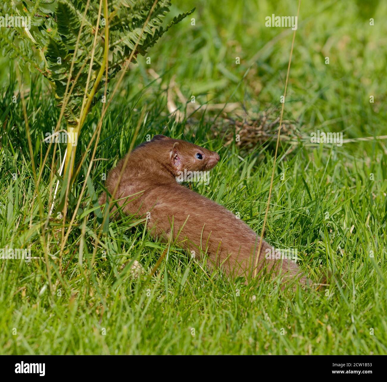 Weasel (Mustela nivalis) Juvenile in long grass looking Stock Photo - Alamy