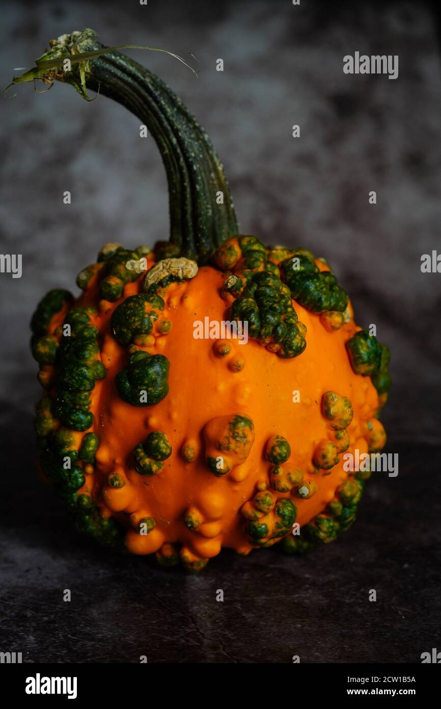 Knucklehead Pumpkins High Resolution Stock Photography and Images - Alamy