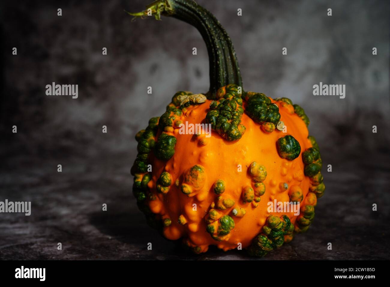 Knucklehead pumpkins on fall autumn background, selective focus Stock ...