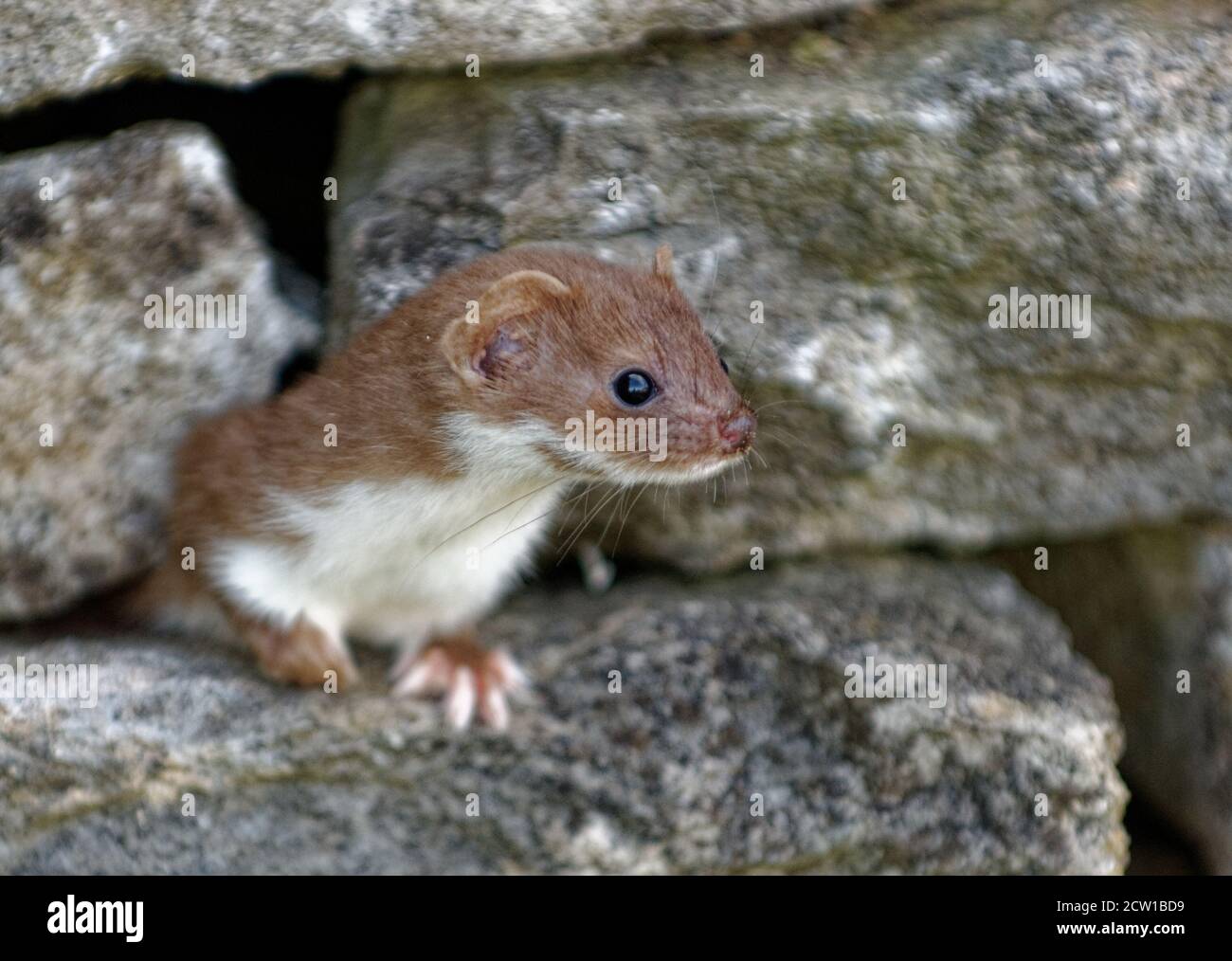 Hunting for mice and voles hi-res stock photography and images - Alamy