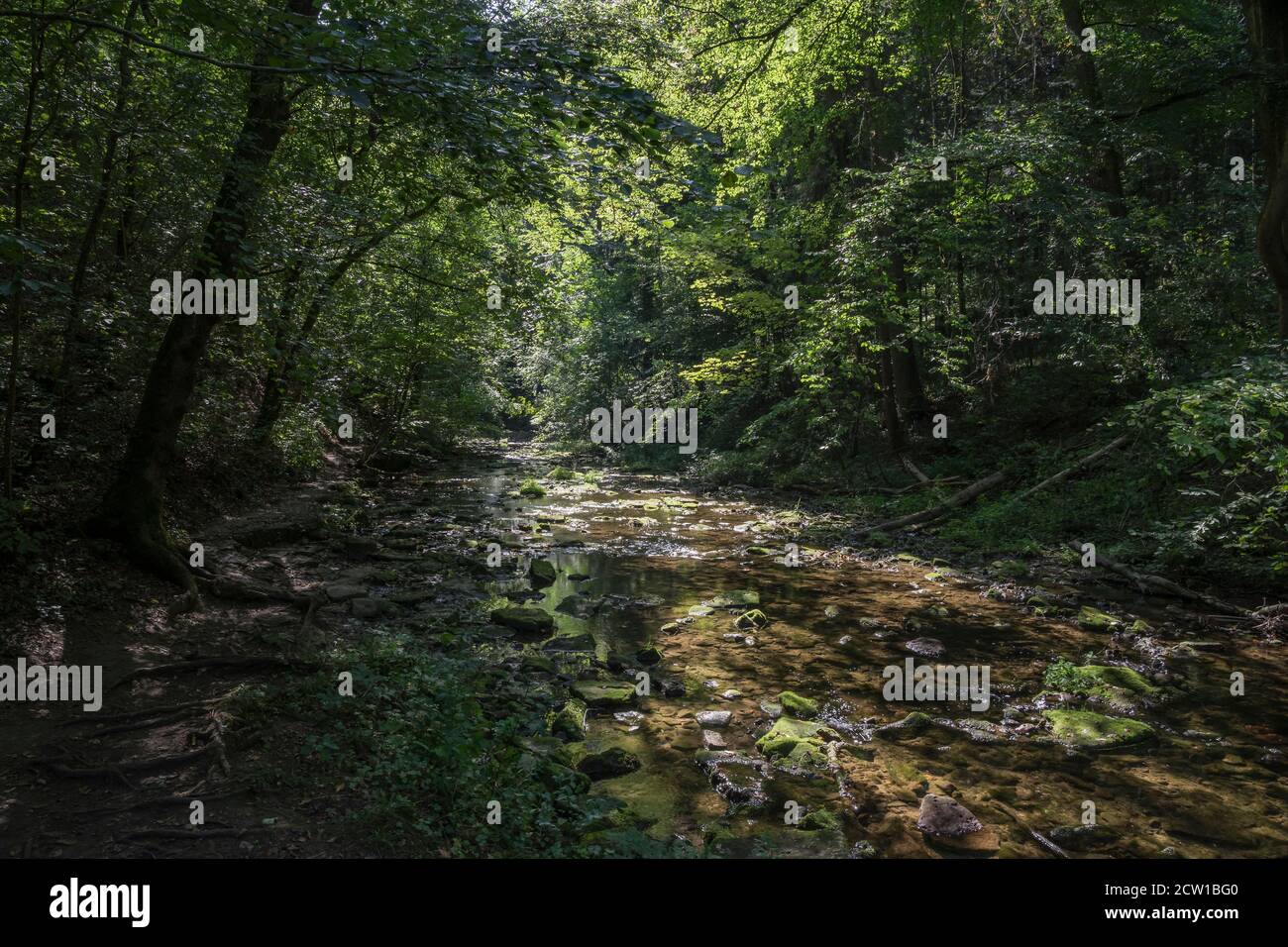 Small river in the forest Stock Photo - Alamy