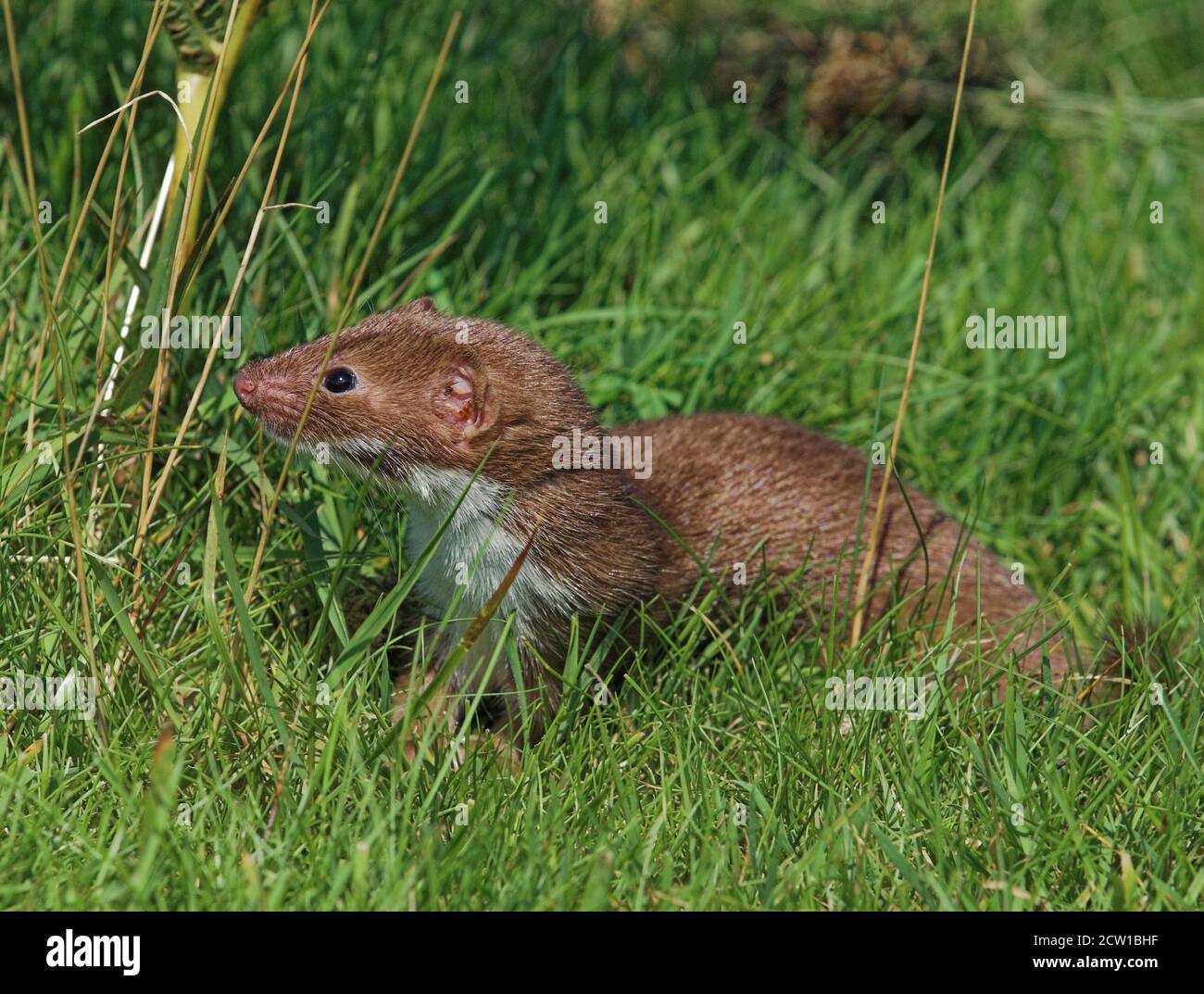 Mustela nivalis kit hi-res stock photography and images - Alamy