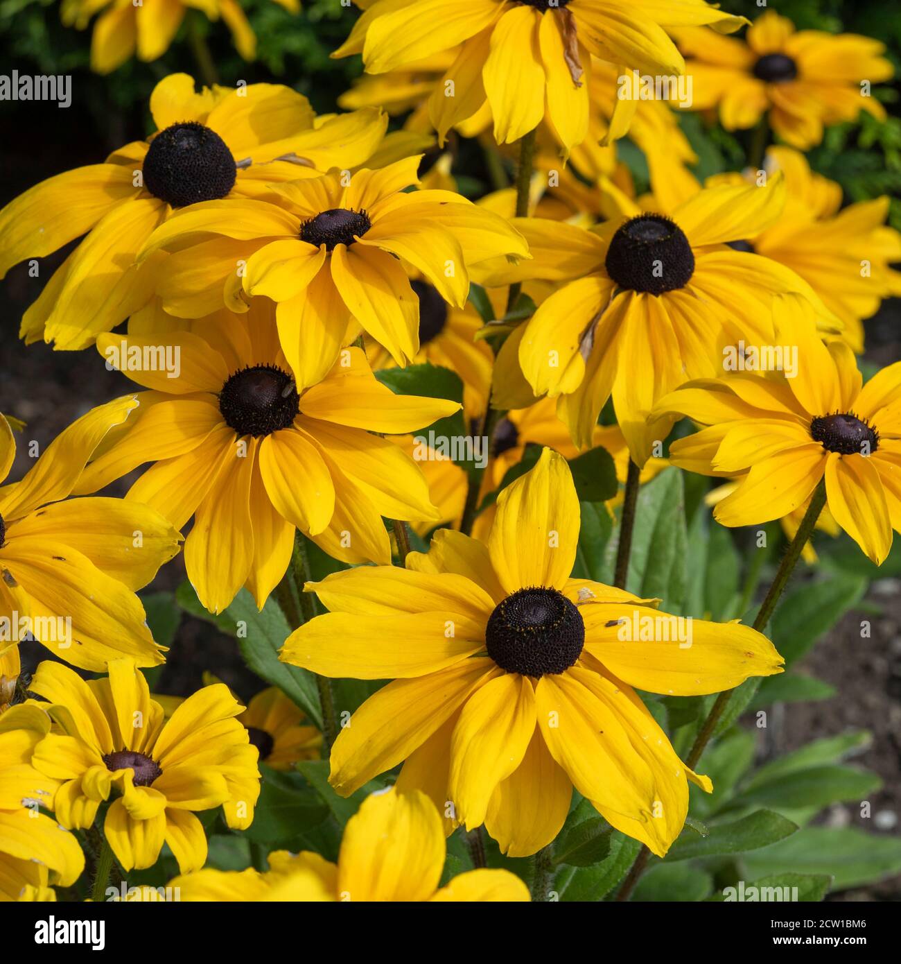 Yellow Coneflower Varieties