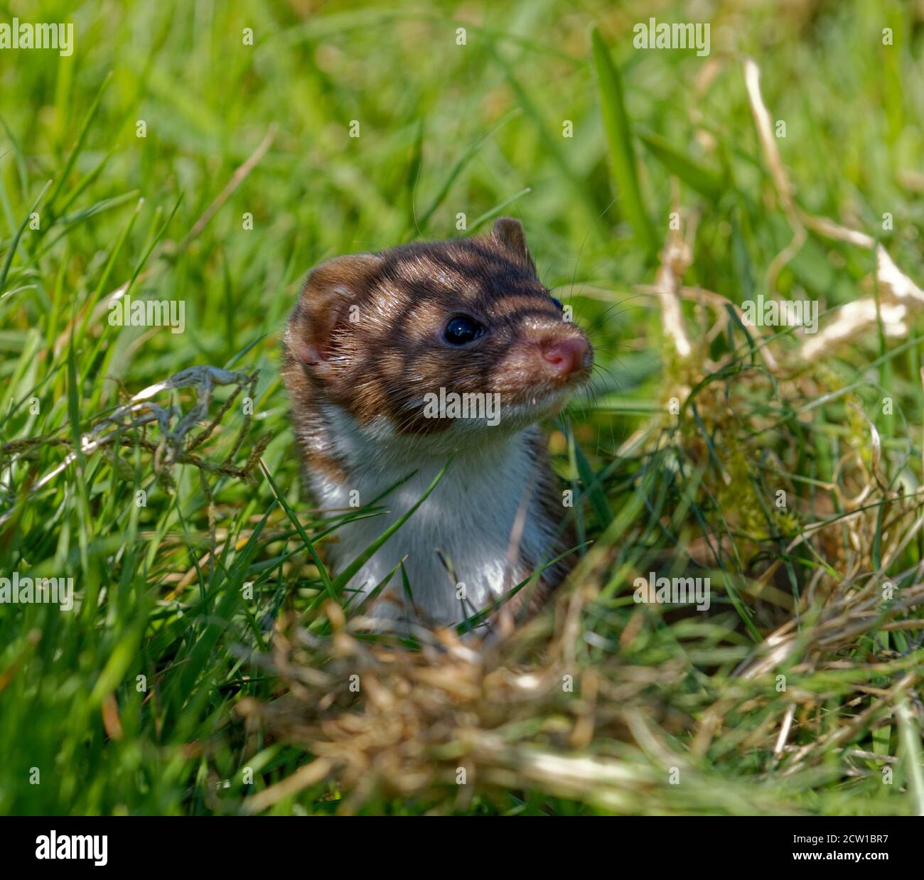 Mustela nivalis kit hi-res stock photography and images - Alamy