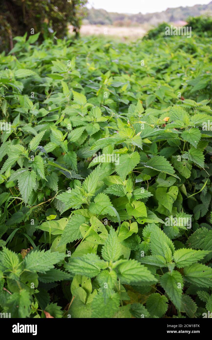 A field full of green stinging nettles, officially known as Urtica ...