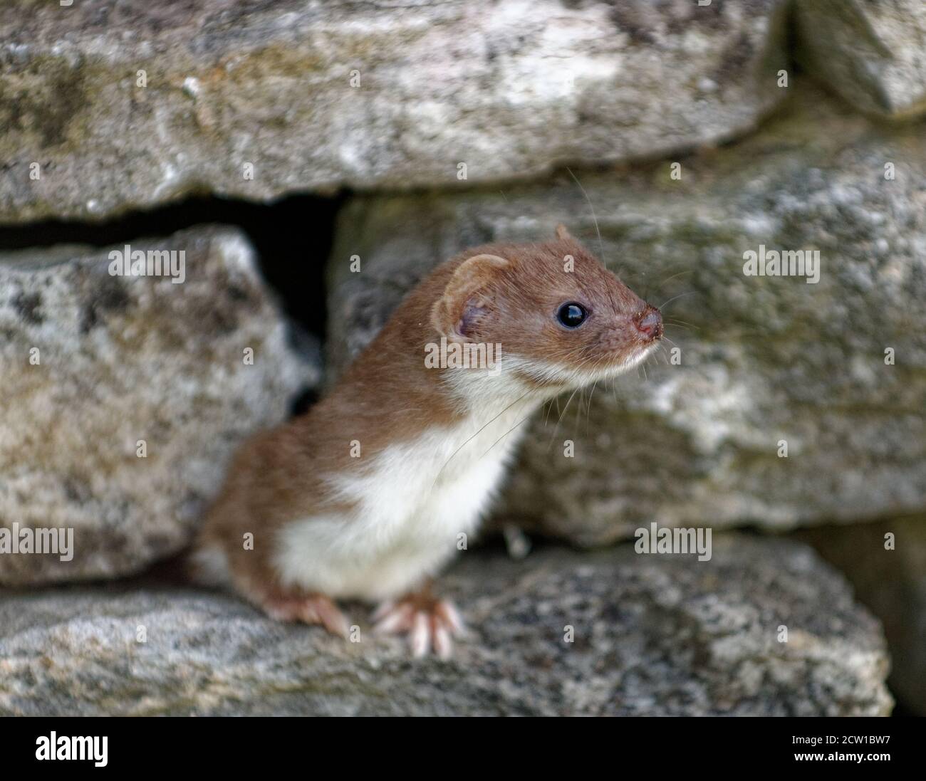 Mustela nivalis kit hi-res stock photography and images - Alamy