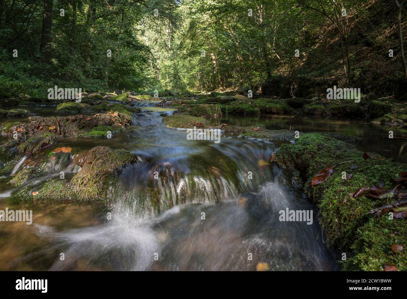 Small river in the forest Stock Photo - Alamy