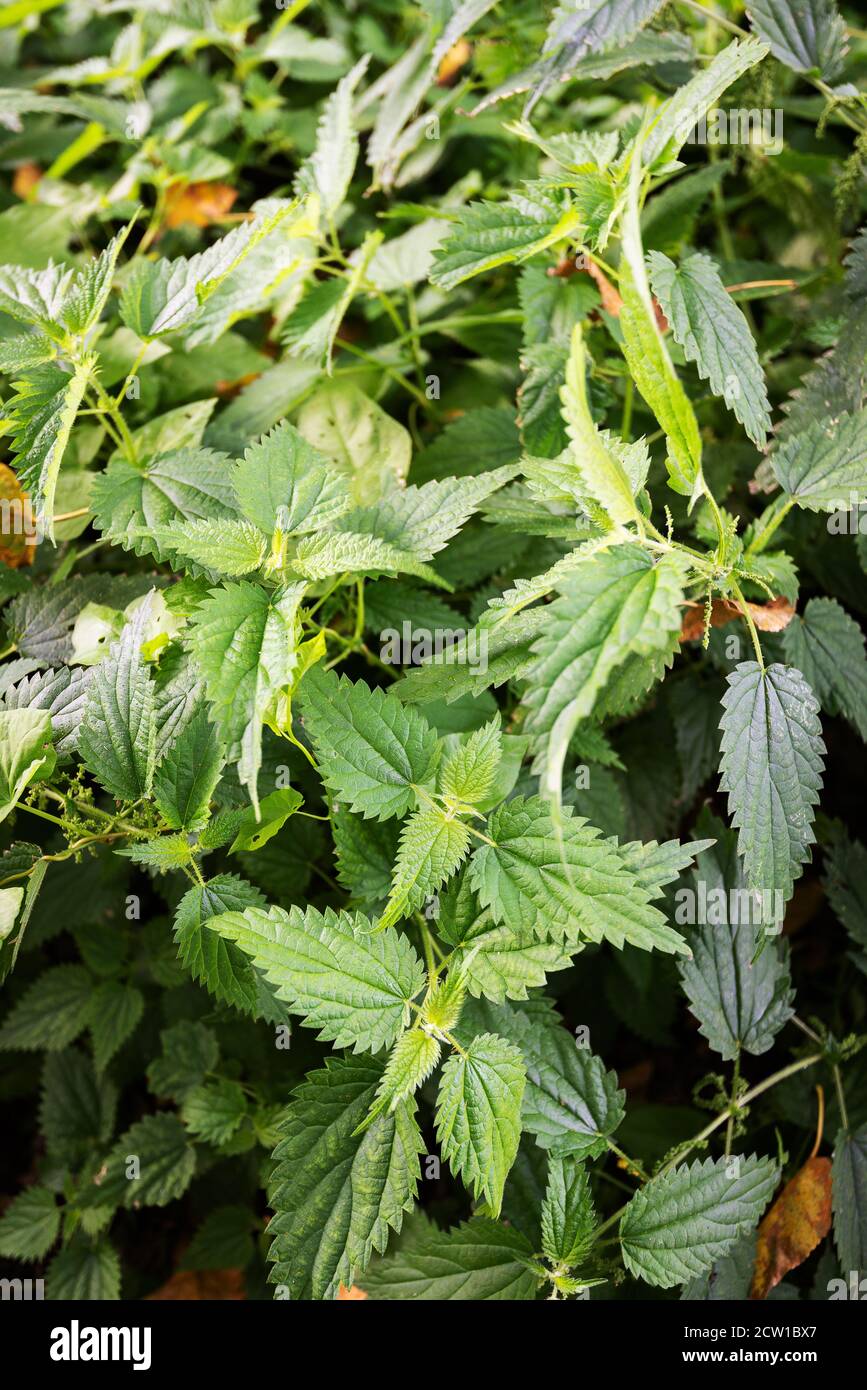 Close up of a field of stinging nettles, officially known as Urtica ...