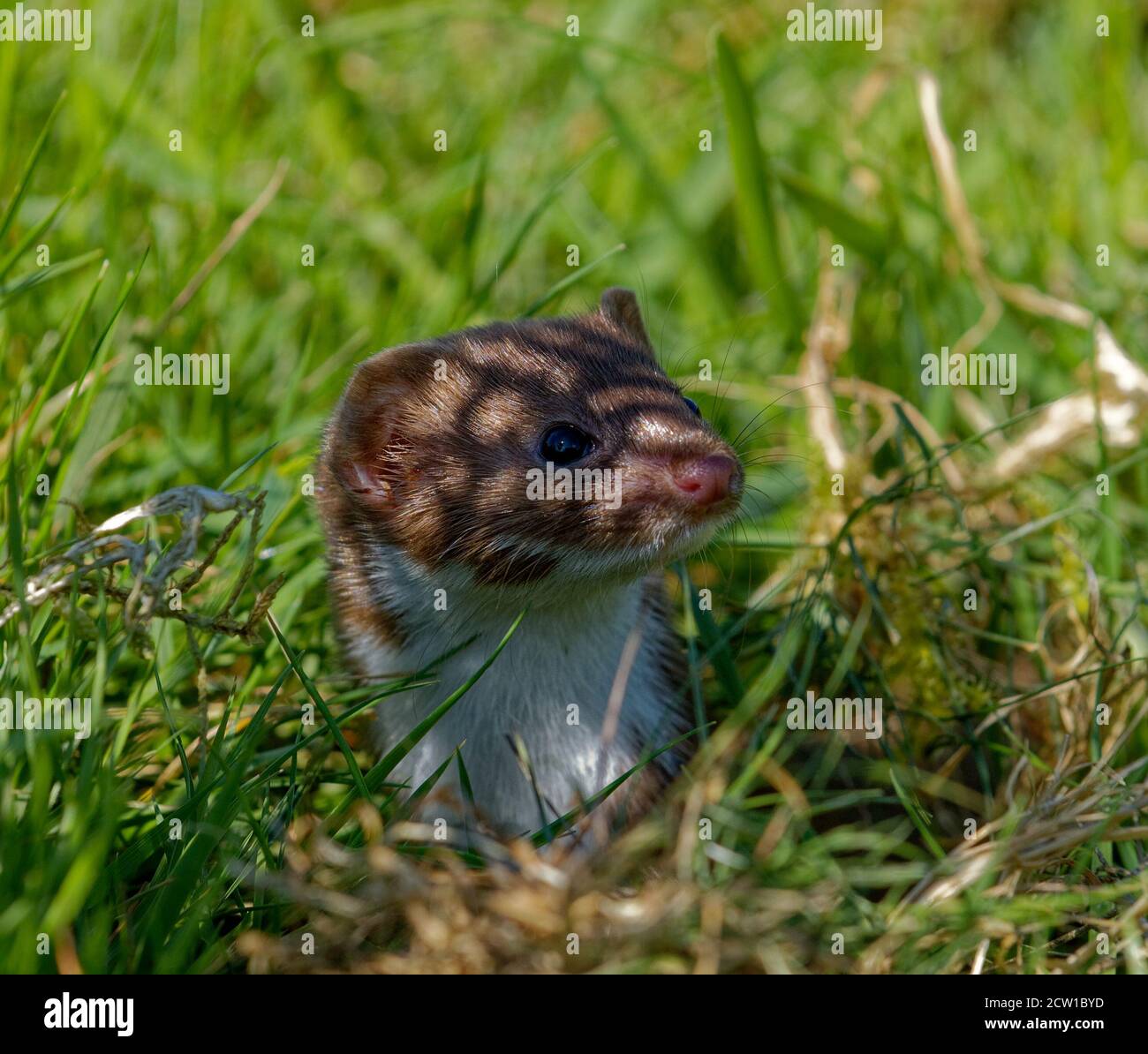 Mustela nivalis kit hi-res stock photography and images - Alamy