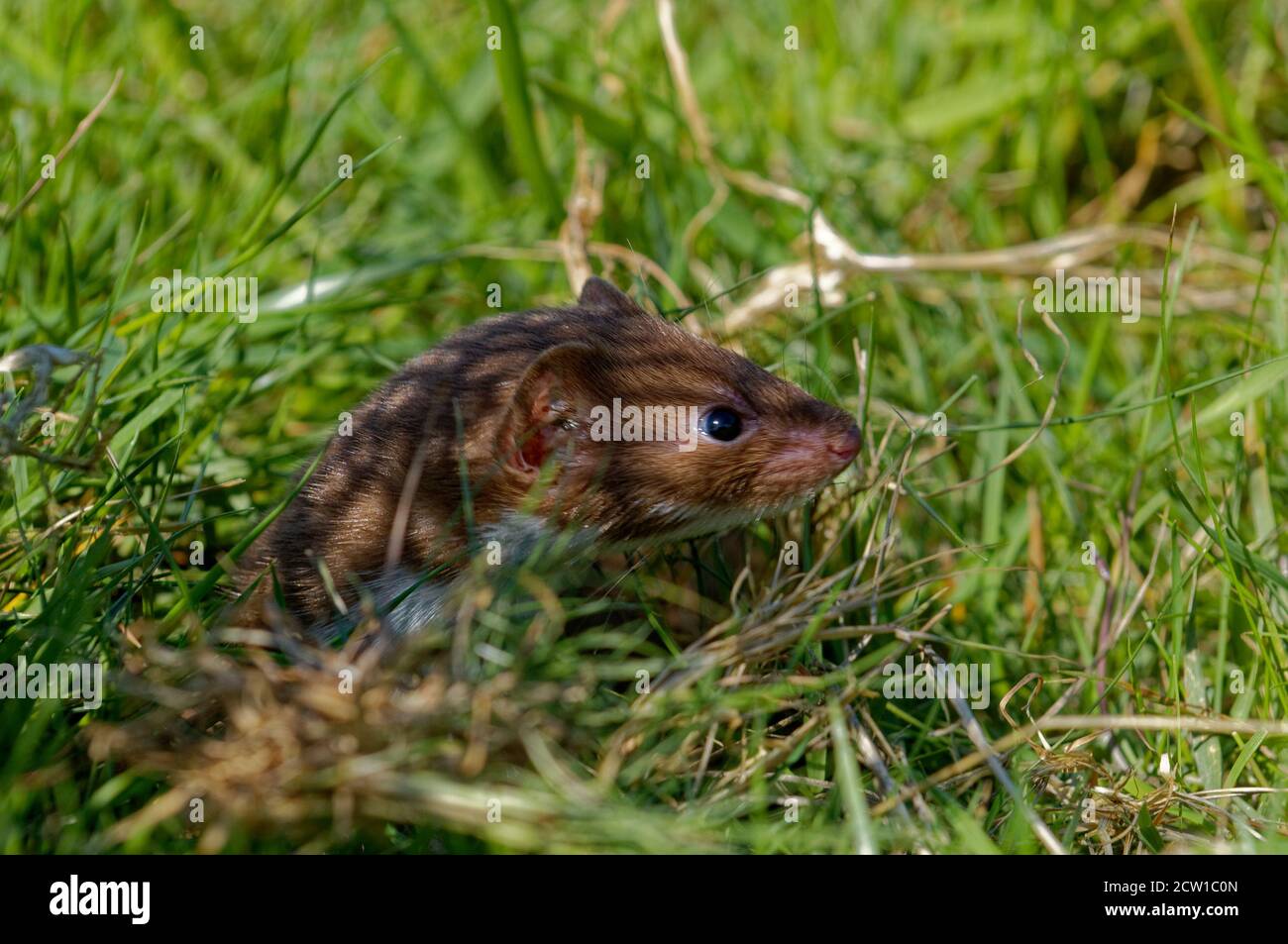 Mustela nivalis kit hi-res stock photography and images - Alamy