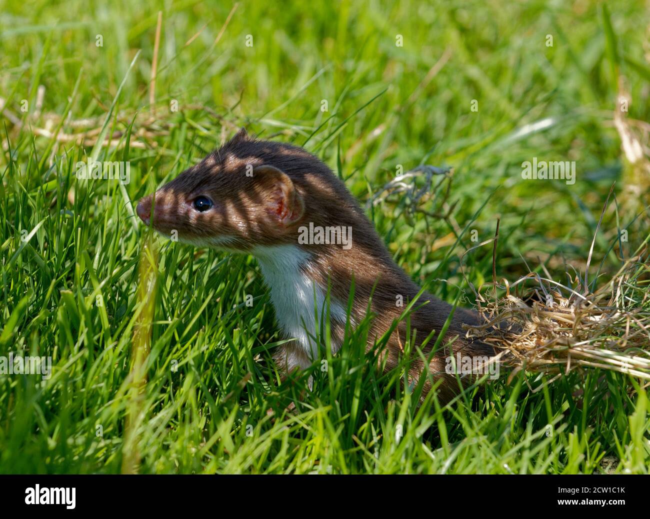 Mustela nivalis kit hi-res stock photography and images - Alamy