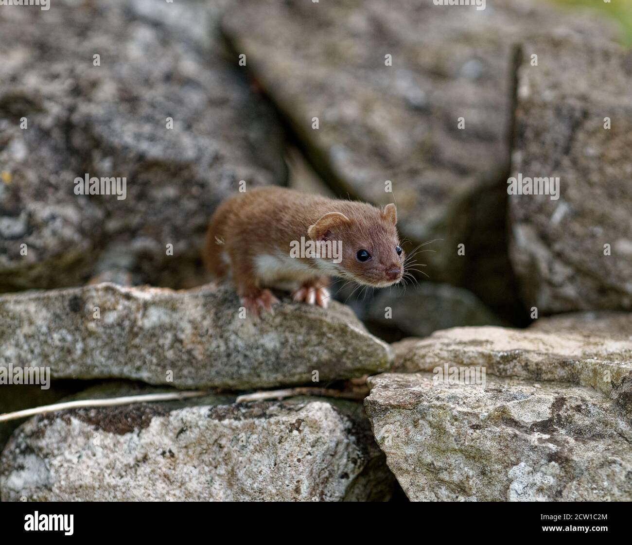 Rapid weasel hi-res stock photography and images - Alamy