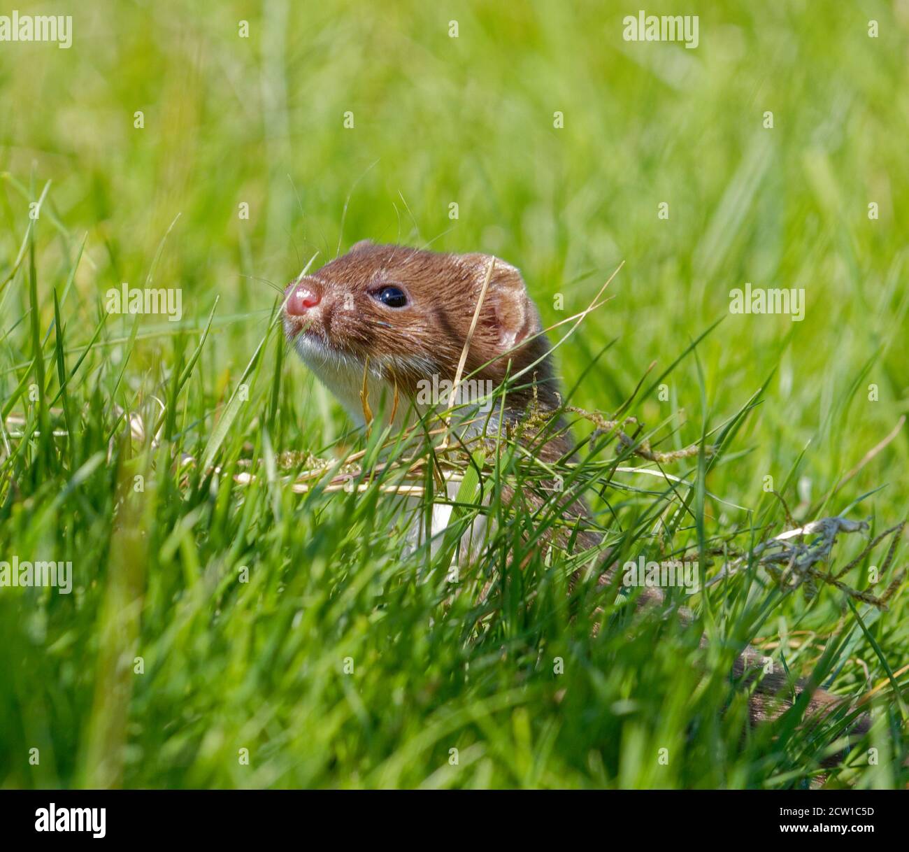 Mustela nivalis kit hi-res stock photography and images - Alamy