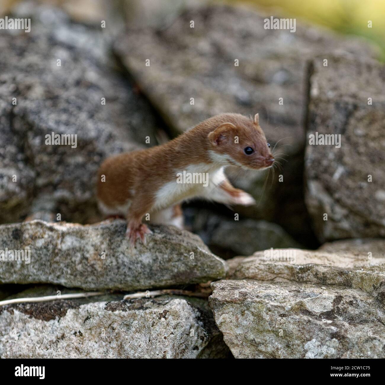 Mustela nivalis kit hi-res stock photography and images - Alamy