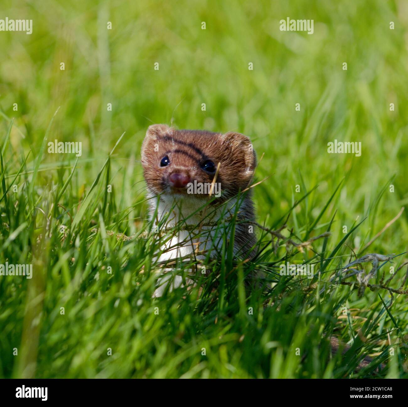 Mustela nivalis kit hi-res stock photography and images - Alamy