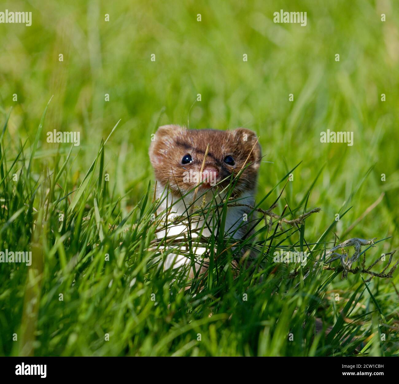 Weasel (Mustela nivalis) Juvenile in long grass looking Stock Photo - Alamy