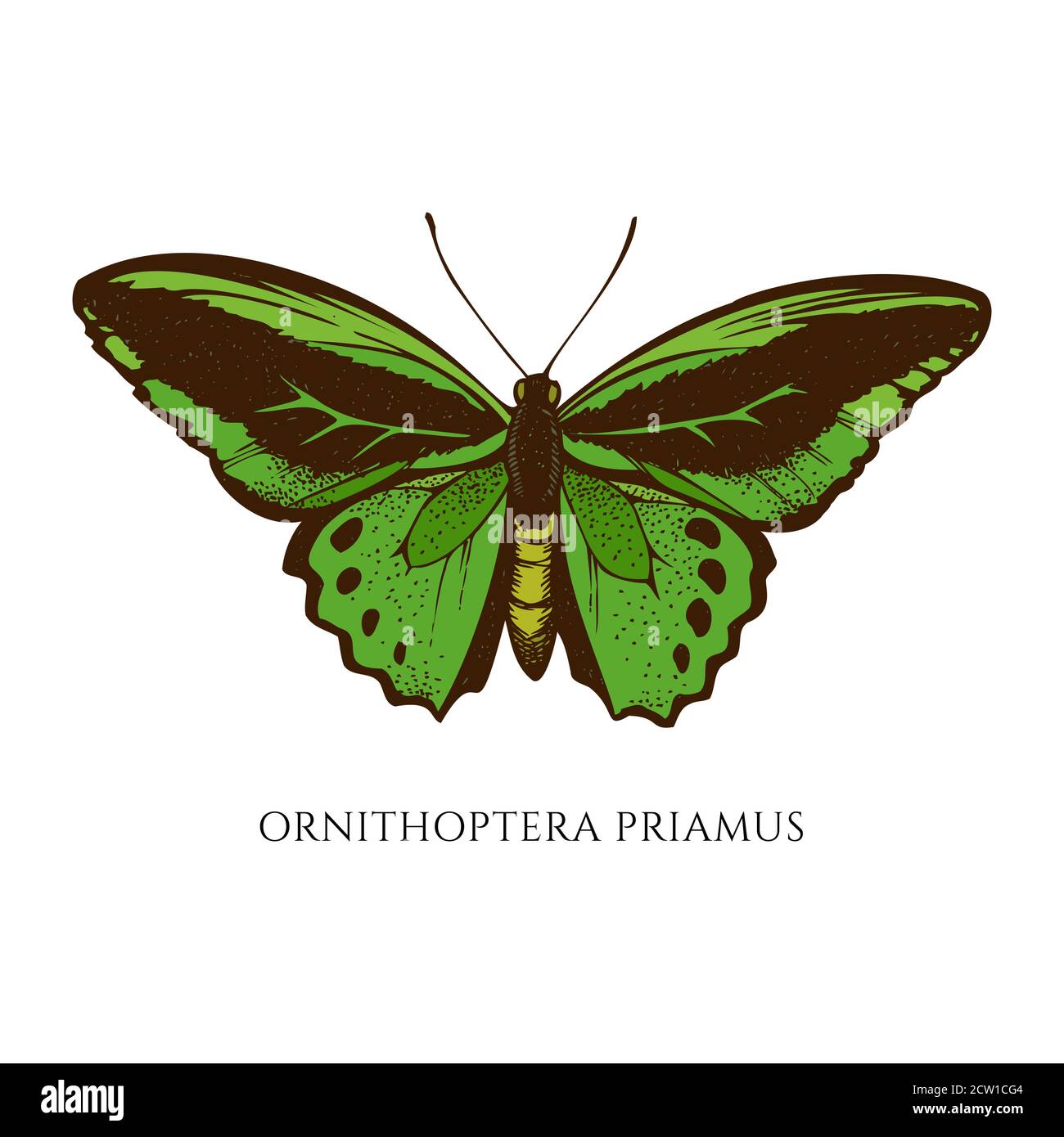 Common green birdwing ornithoptera hi-res stock photography and images ...