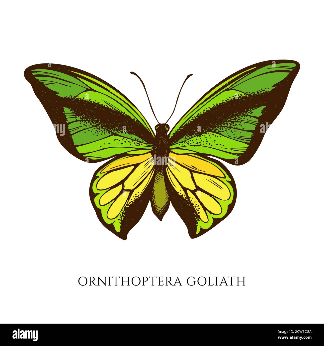 Vector set of hand drawn colored swallowtail butterfly Stock Vector ...
