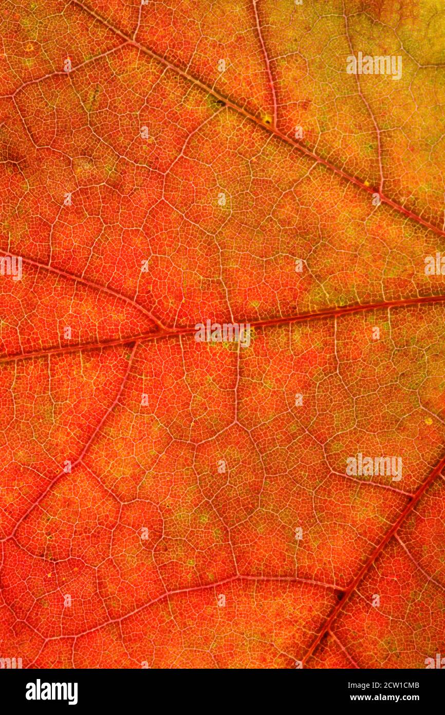 beautiful autumn leaf close up. background for designer Stock Photo - Alamy