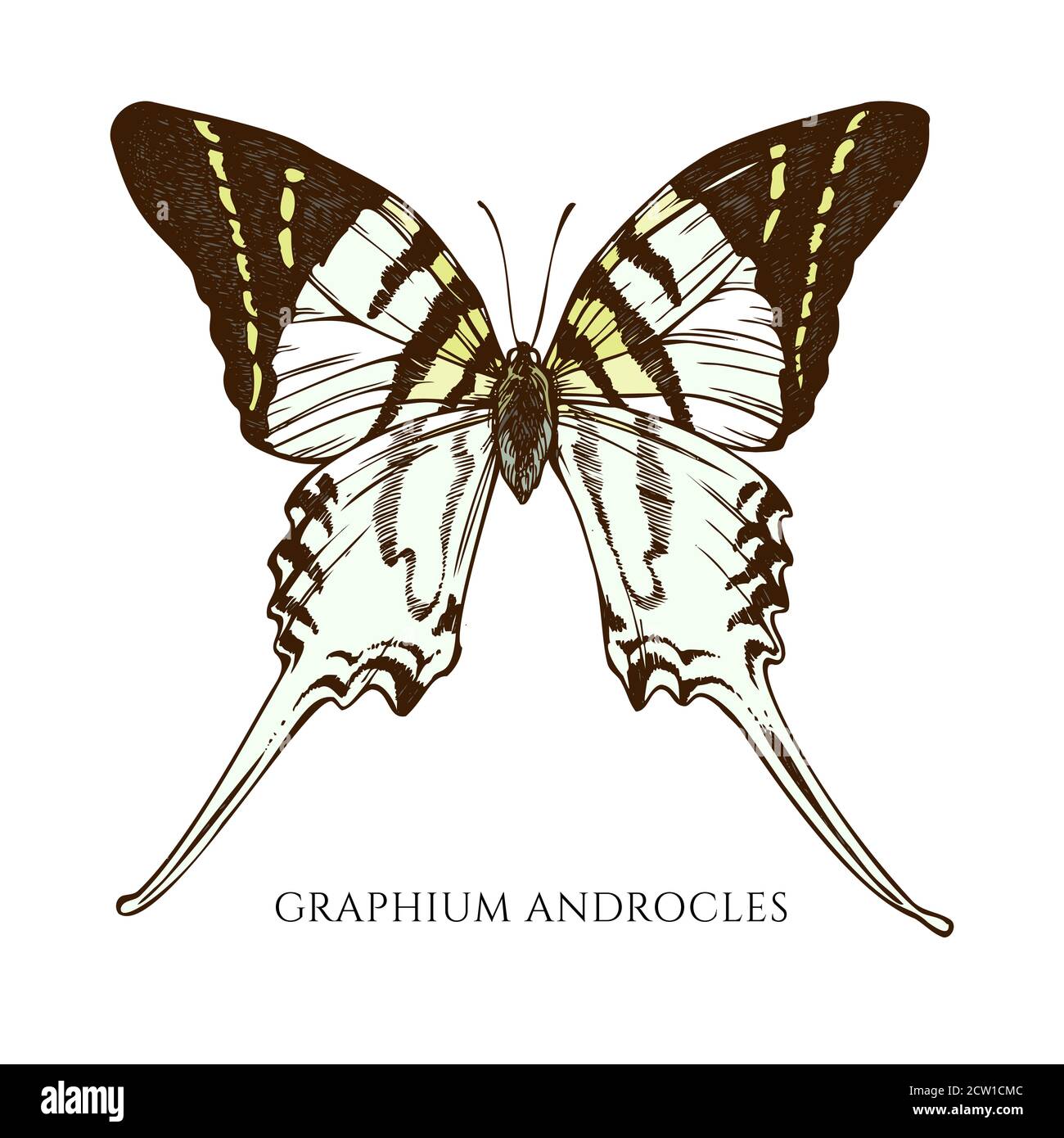 Vector set of hand drawn colored giant swordtail Stock Vector Image ...