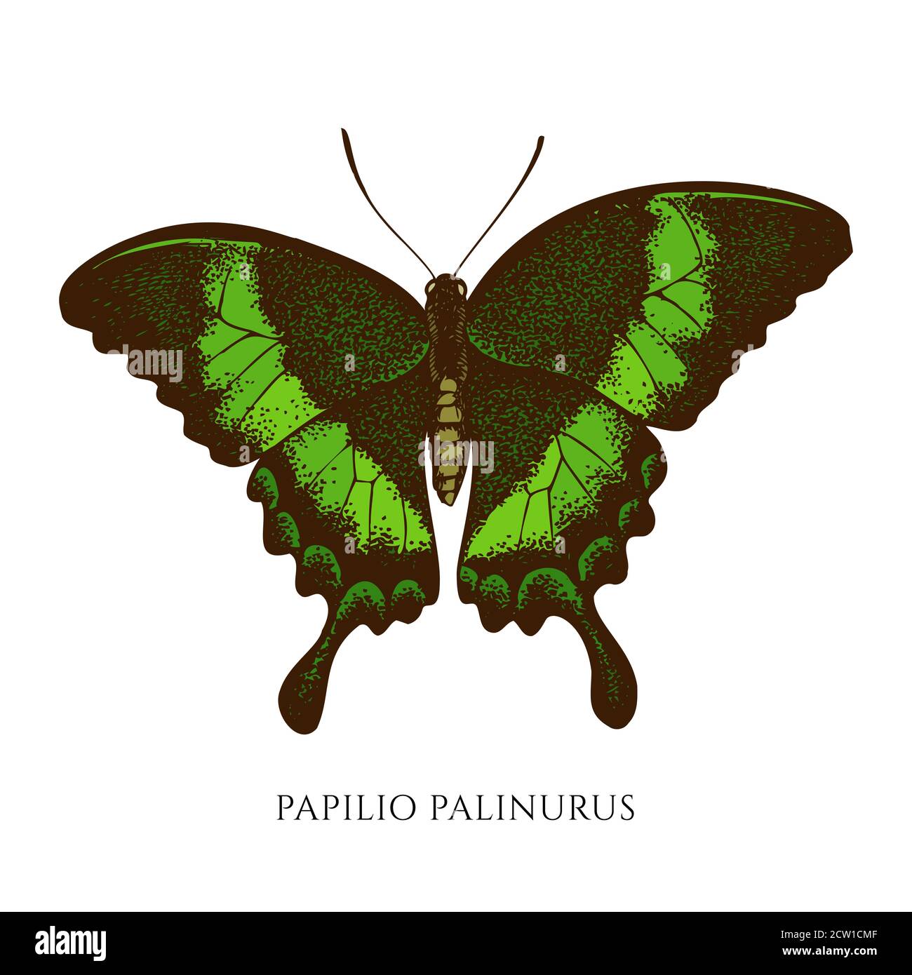 Vector set of hand drawn colored emerald swallowtail Stock Vector Image ...