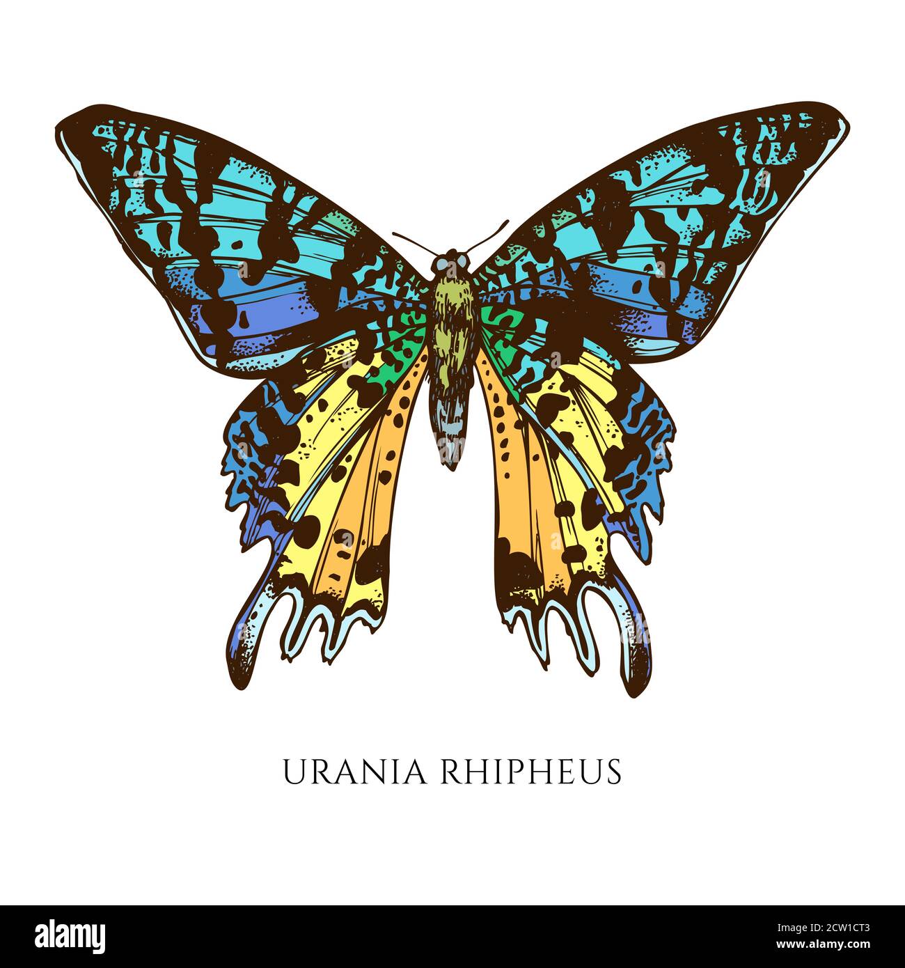 Vector set of hand drawn colored madagascan sunset moth Stock Vector ...