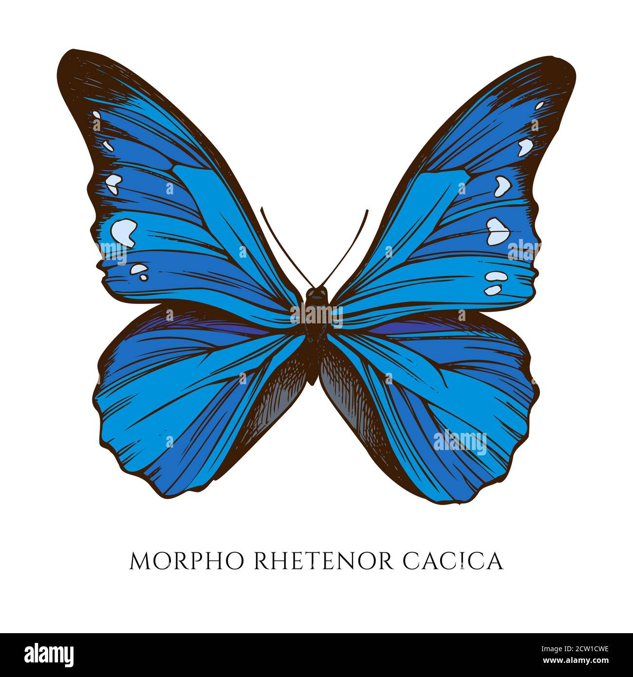 Vector set of hand drawn colored blue morpho Stock Vector Image & Art ...