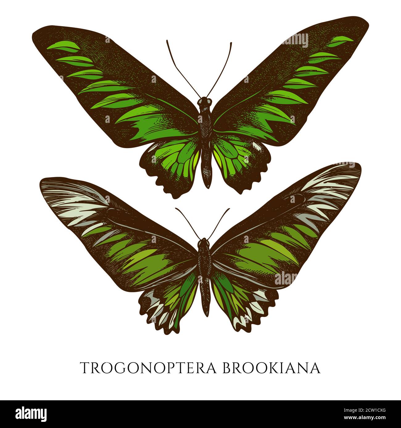 Vector set of hand drawn colored rajah brooke's birdwing Stock Vector ...